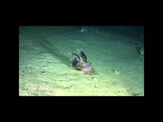 Honduras Sea Animals