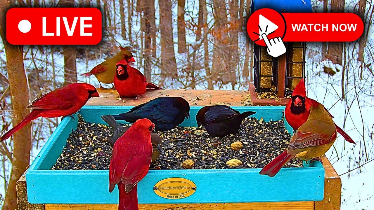 🥶 ️SNOWY Tennessee Woods - LIVE Bird Feeder Cam (Nashville) - YouTube