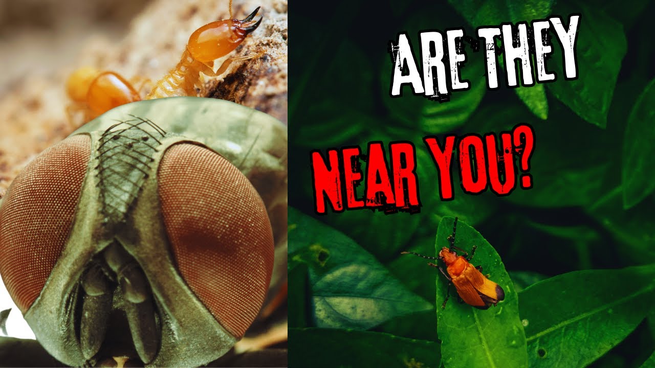 10 Terrifying Insects You Never Want to Encounter - YouTube