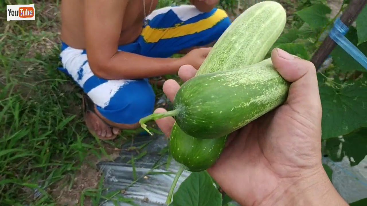 Panen timun di pekarang rumah - YouTube