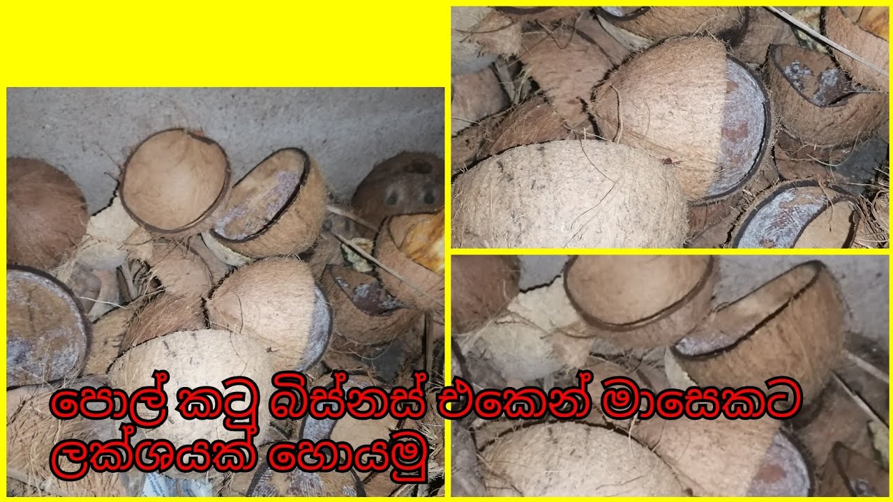 pol katu business karala masekata lakshayak hoyamu - පොල් කටු බිස්නස් ...