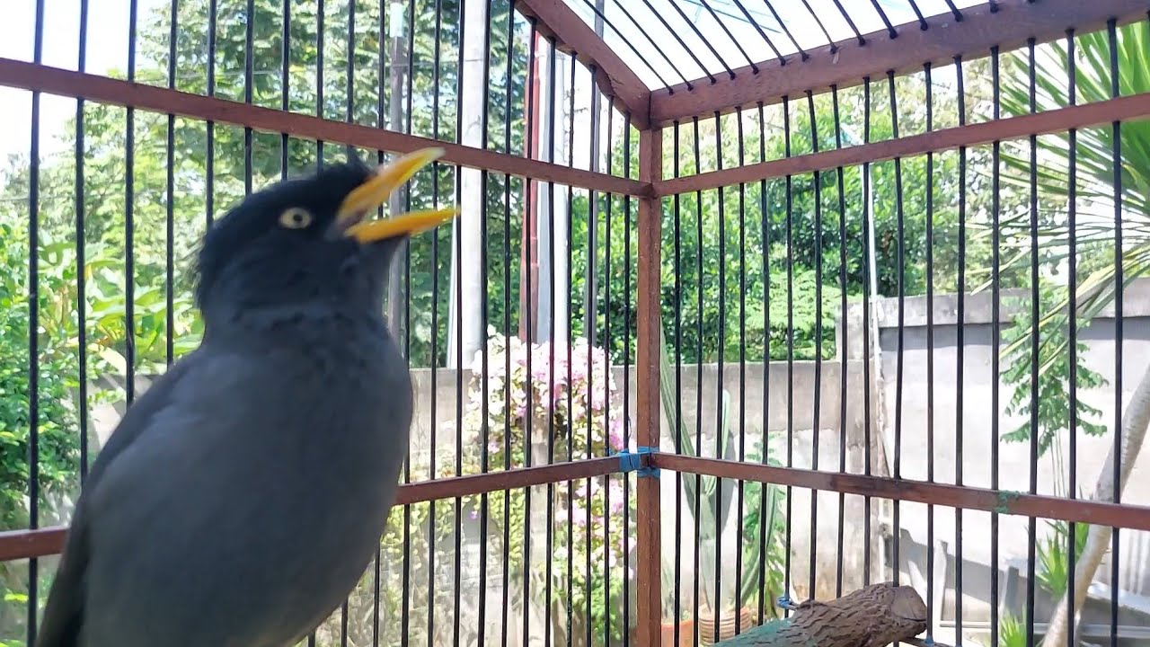 Jalak Kebo Mata Kuning Gacor Suara Alam Pas Untuk Pancingan Jalak Kebo ...