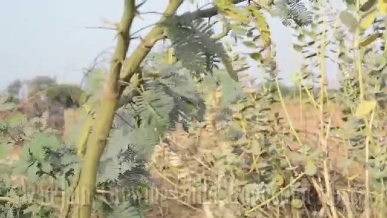 Acacia Nilotica Trees Babool Tree At Bhinmal Poshana Road Gum Arabic Acacia Nilotica Trees Babool Tree At Bhinmal Poshana Road Gum Arabic
