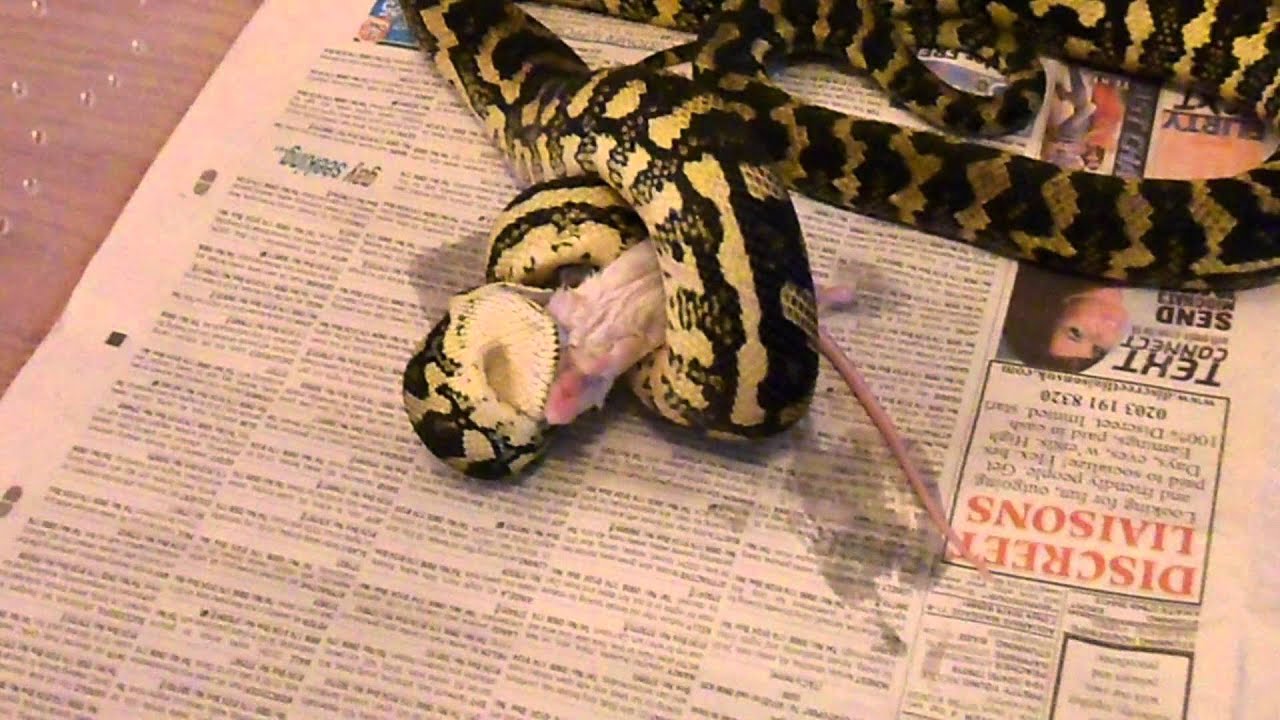 Pythons striking! - YouTube