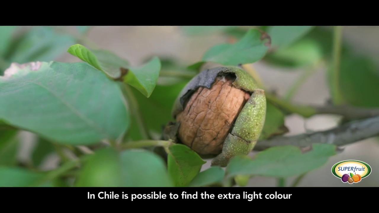 Superfruit Chilean Walnuts - YouTube