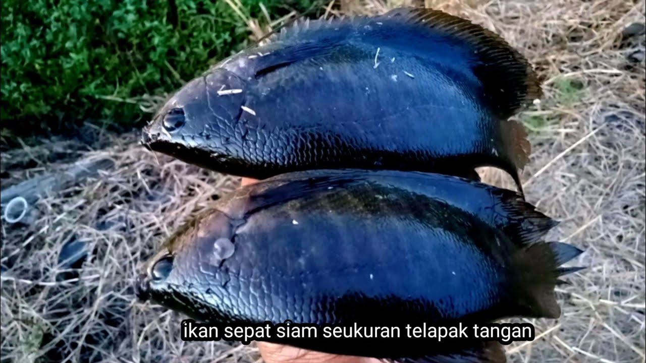 Strike dahsyat induk ikan sepat Siam || spot ini jarang di pancing ...