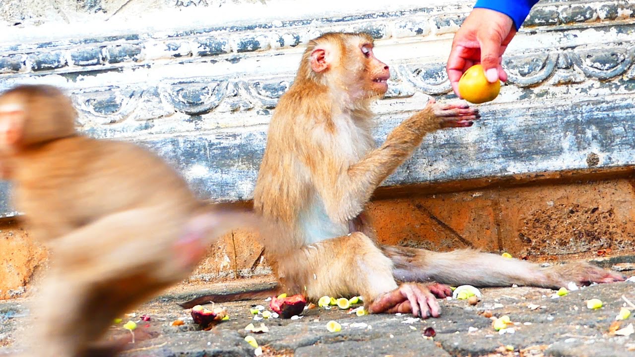 Accident monkey is given fruit, but she gets scared because of young ...