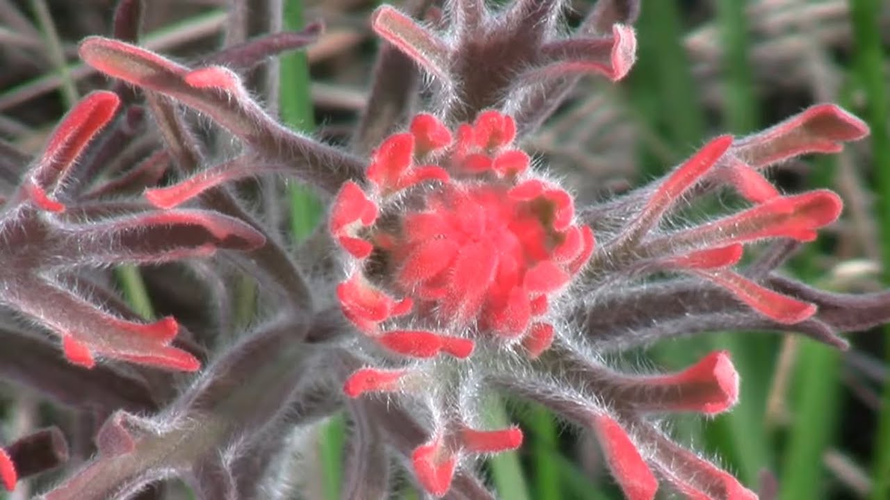 NATURE Video 15 Minutes of (Beautiful Profound Flowers and Plants) HD ...