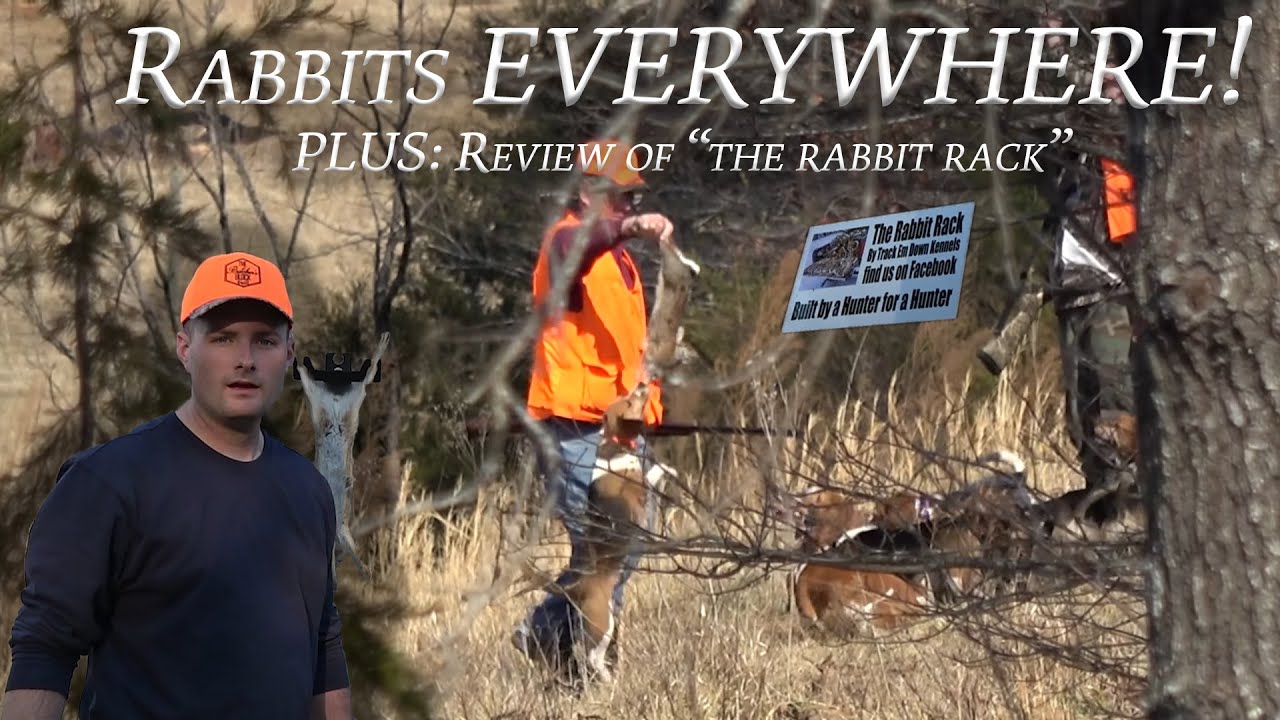 Virginia Rabbit Hunt with Beagles (LOTS of jumps on camera!) - YouTube