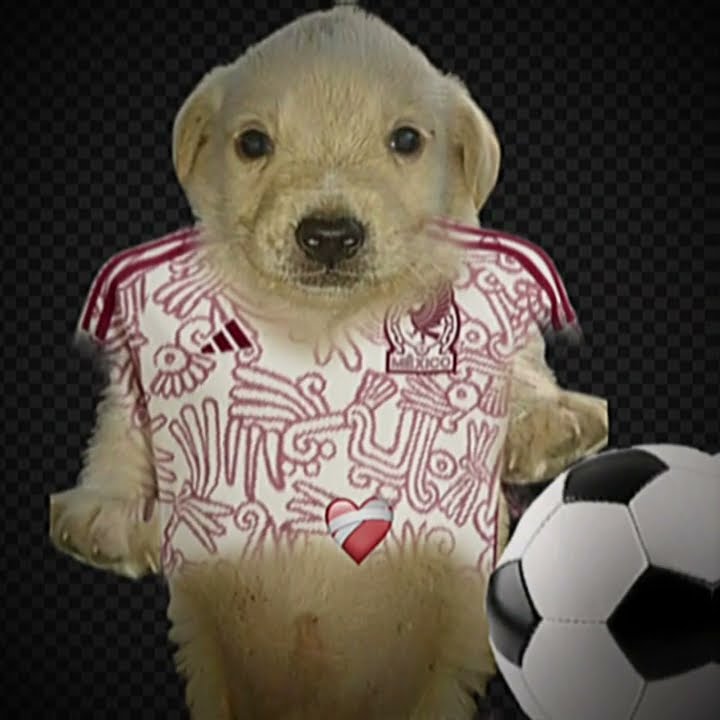 Jotchua dog - YouTube