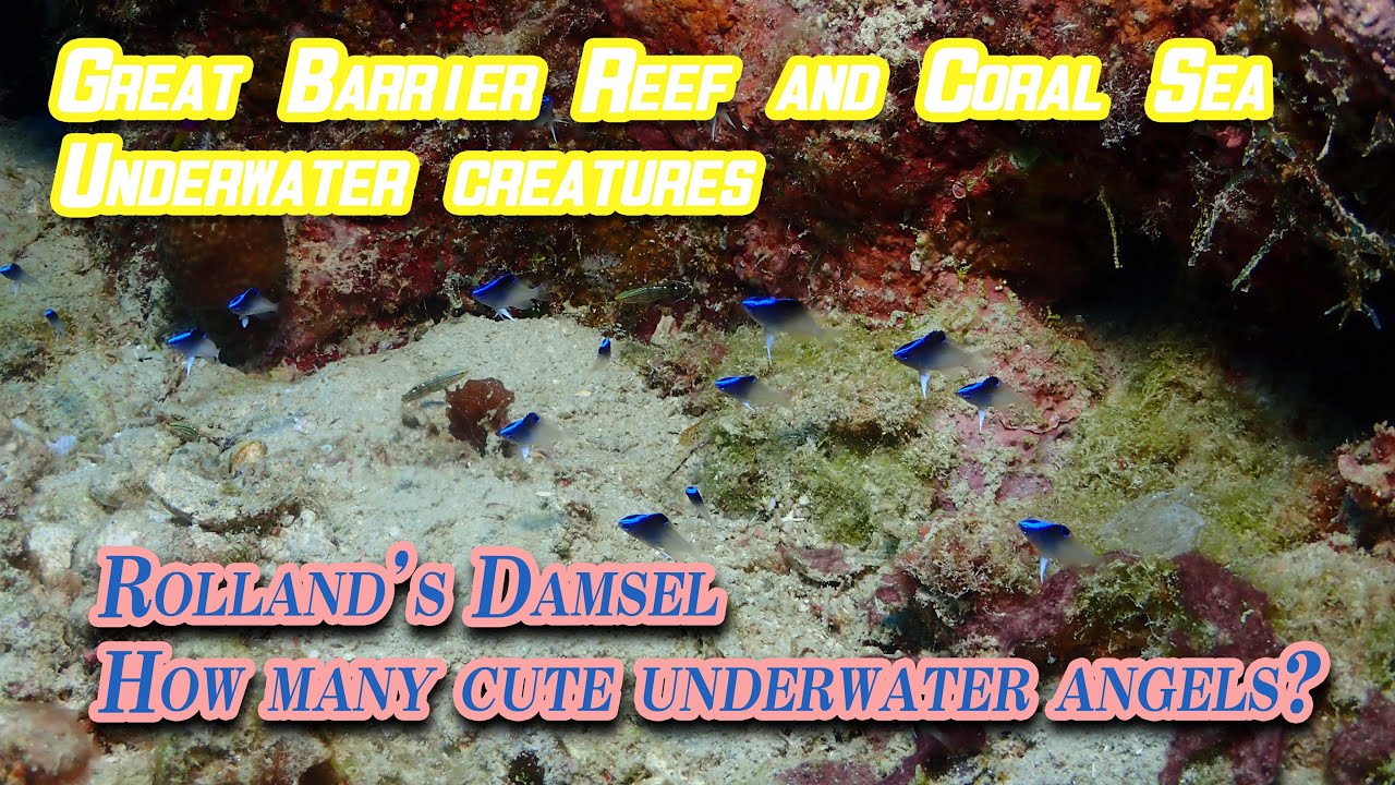 Rolland’s Damsel. How many cute angels? / Great Barrier Reef and Coral ...