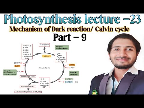 Photosynthesis lecture 23 ( part-9) mechanism of Dark reaction or ...