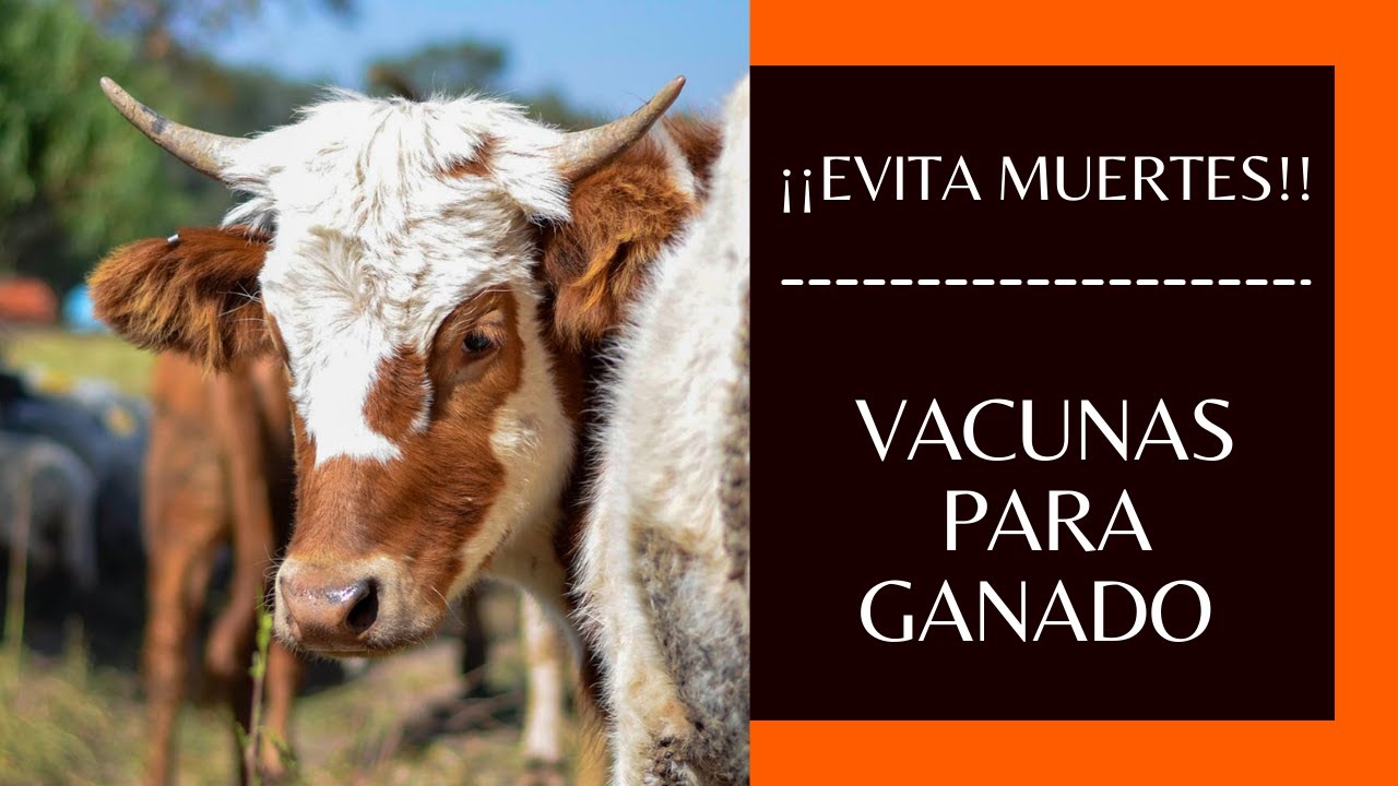 VACUNAS PARA GANADO💉🐂 LAS MEJORES 💉🐂 |EVITA MUERTES☠️| - YouTube