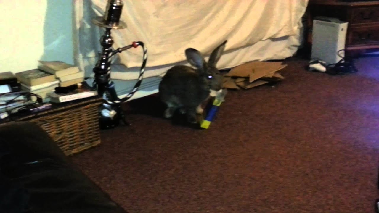 dylan the rabbit - YouTube