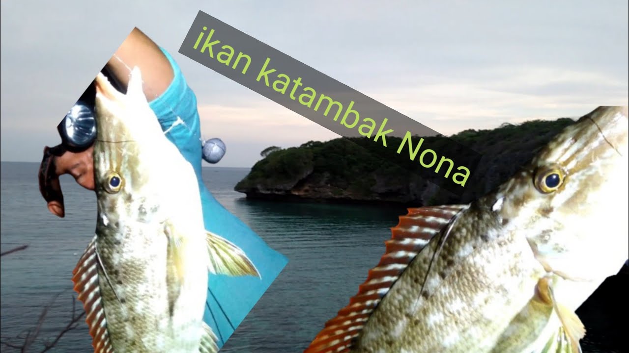 Mancing malam di tebing karang dapat ikan moncong babi/katambak ...