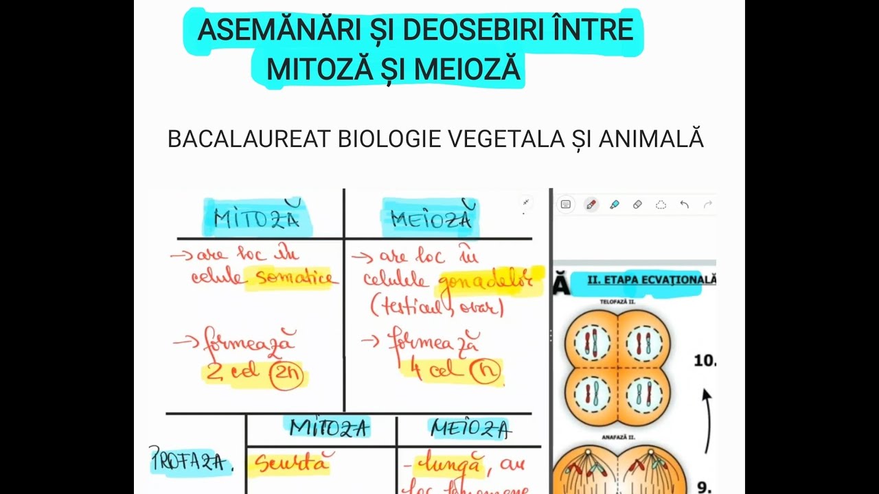 ASEMANARI SI DEOSEBIRI INTRE MITOZA SI MEIOZA - BACALAUREAT BIOLOGIE ...