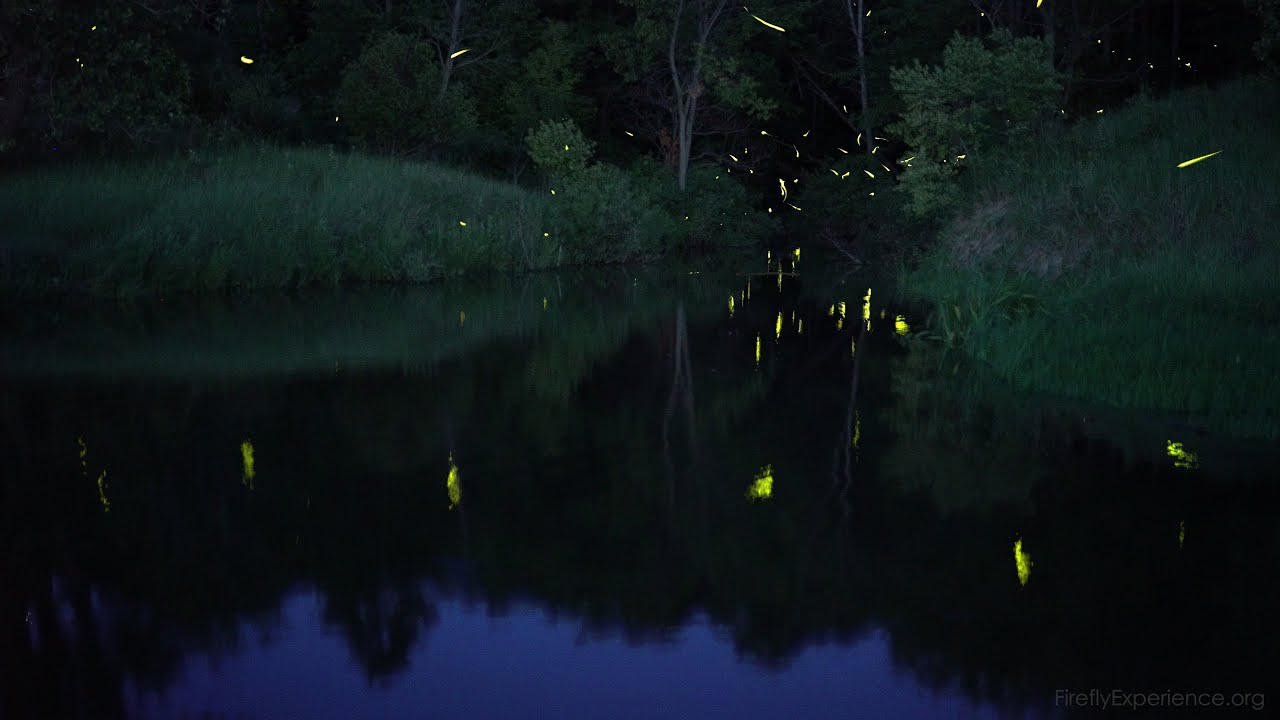 Relaxing Fireflies with Harp Music - YouTube
