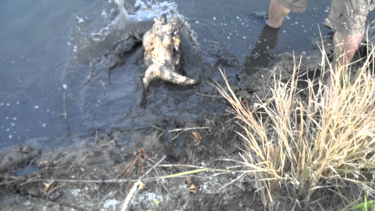 Turtle Man / Swamp People - Part 1 - YouTube
