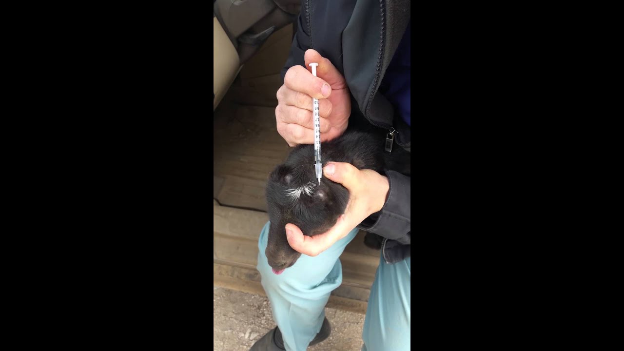 disbudding with clove oil - YouTube