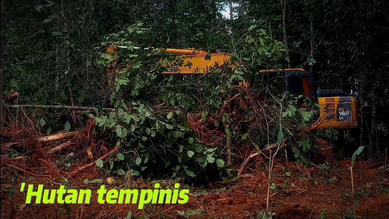 steking hutan tempinis sumatra indonesia - YouTube