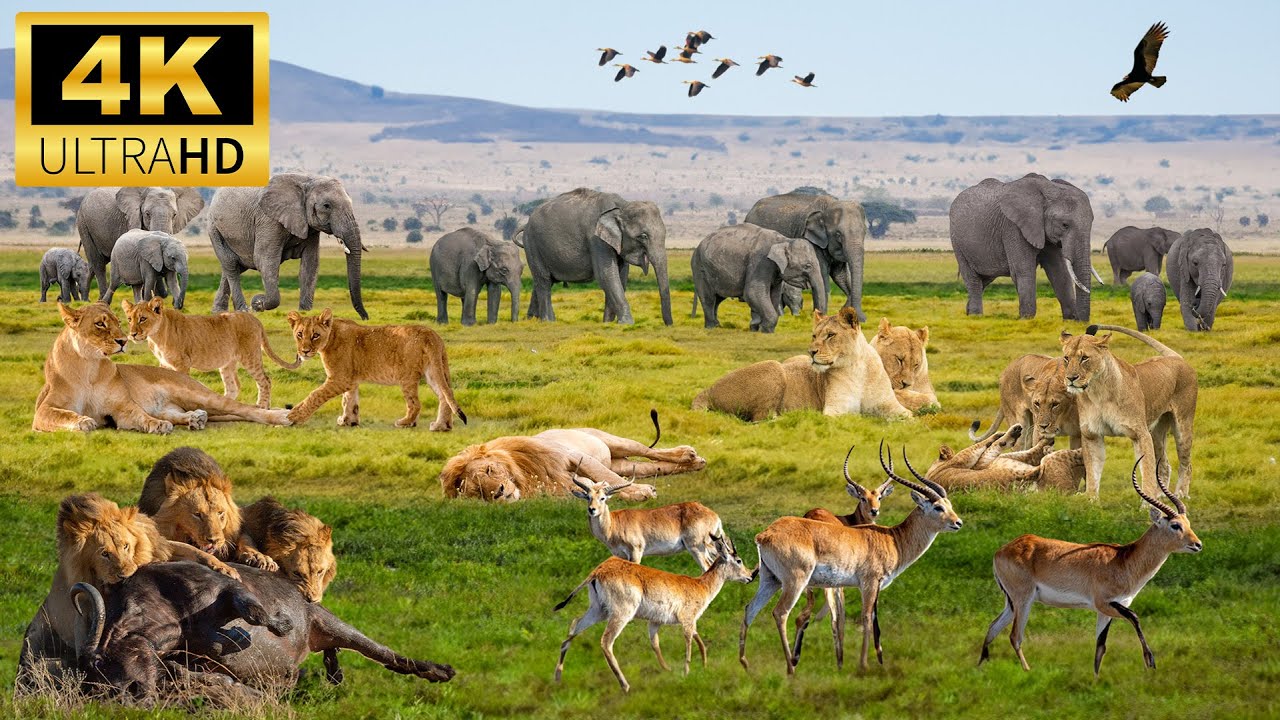 Animal Kingdom 4K - Beautiful And Diverse Animals In The World - Music ...