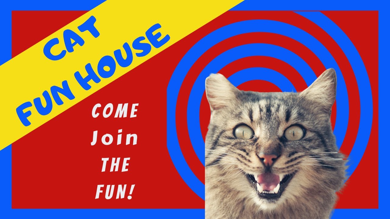 Cat Fun house! A Visual Cat Adventure! I Peace With the Animals. - YouTube