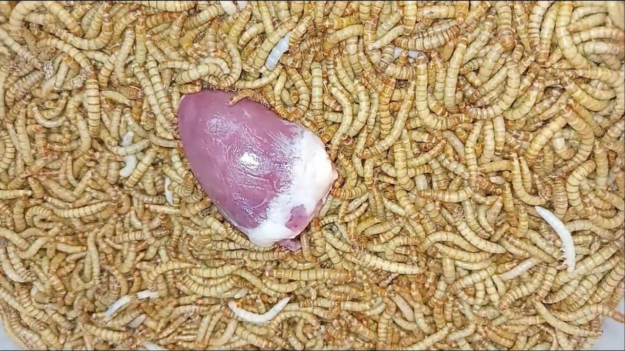 Worms VS Turkey cock heart - YouTube