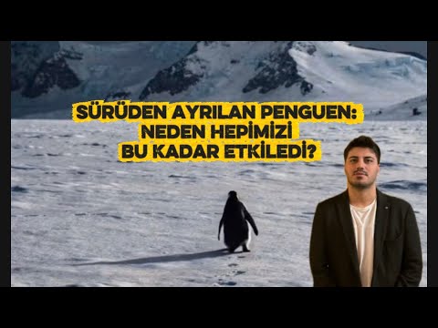 Sürüden Ayrılan Penguen: Neden Hepimizi Bu Kadar Etkiledi?