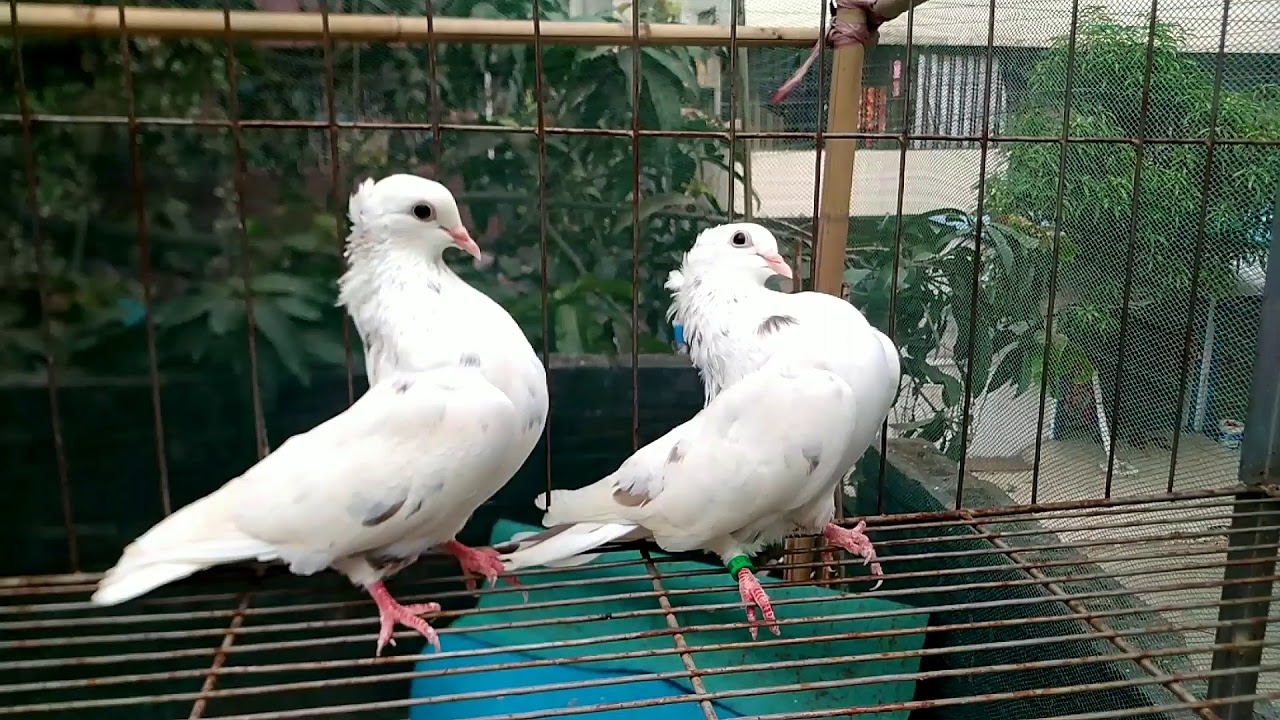 Mookee pigeon - YouTube