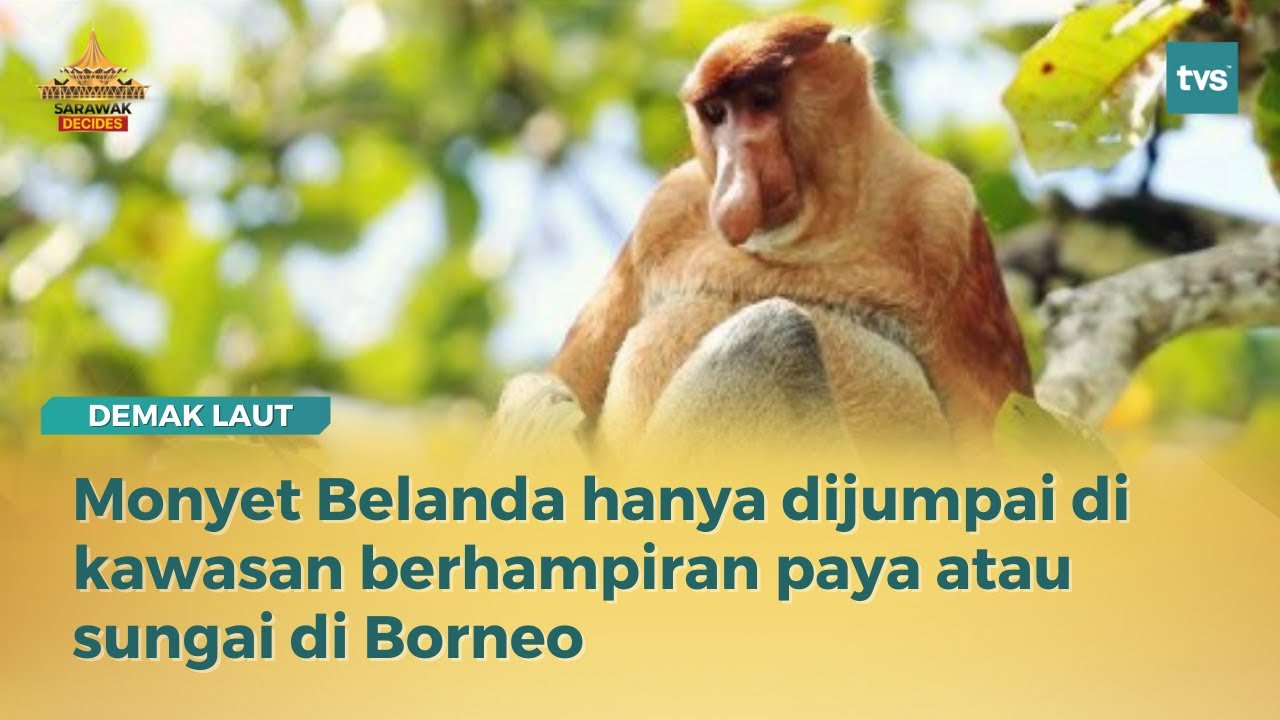 Menarik DUN Sarawak: Monyet Belanda hanya dijumpai di kawasan ...