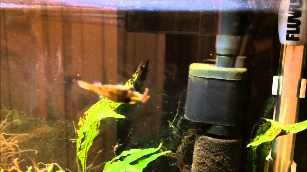 My Red Eye Red Tail Puffer Eating ALL THINGS - YouTube