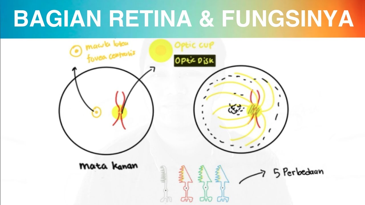 Retina, Macula, Fovea, Cup Disk Ratio, Sel Kerucut dan Sel Batang ...