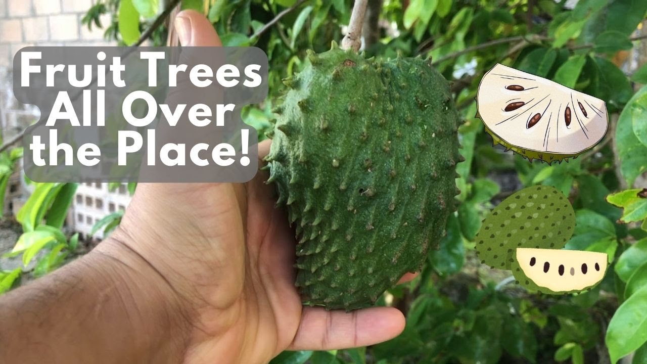 Subtropical Fruit Trees Growing in Their Native Habitat - YouTube