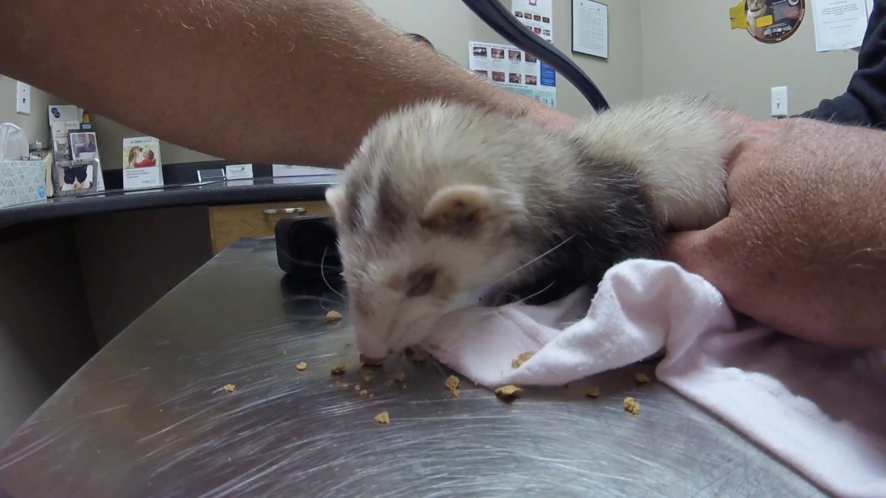 Lymphoma, SIBO, And CHF Ferret In For One Of Its Many Rechecks - YouTube