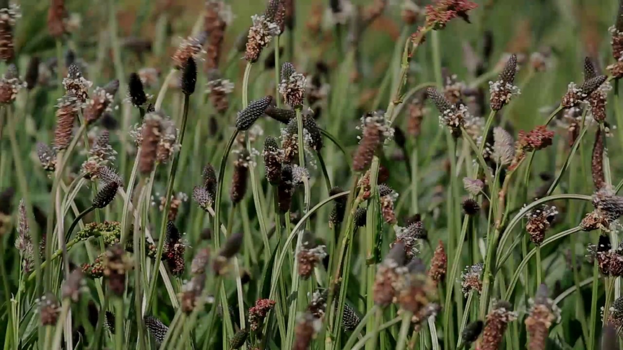 Dancing Plantain I - YouTube