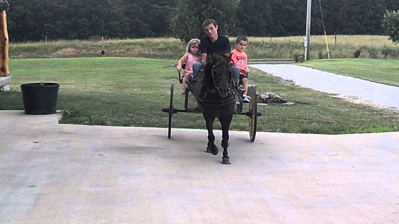 The kids riding the pony cart - YouTube