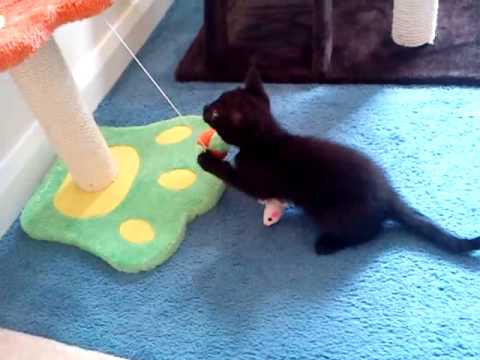 Black kitten first day at home