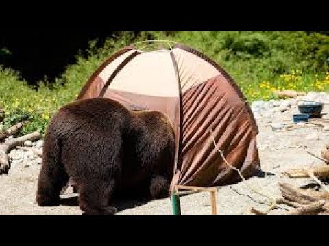 Day 26: Bear attacked our tent while we were in it (story time) - YouTube