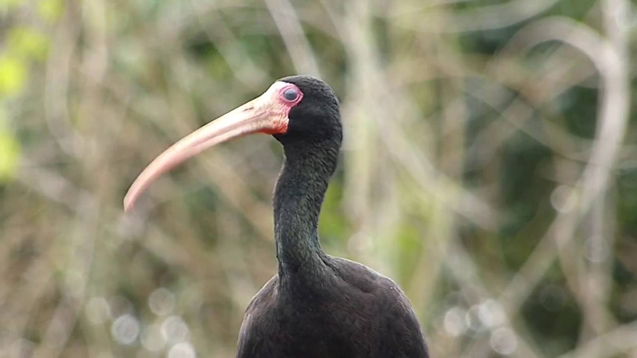 fauna brasileira IBIS TAPICURU animais brazilian selvagem ave silvestre ...