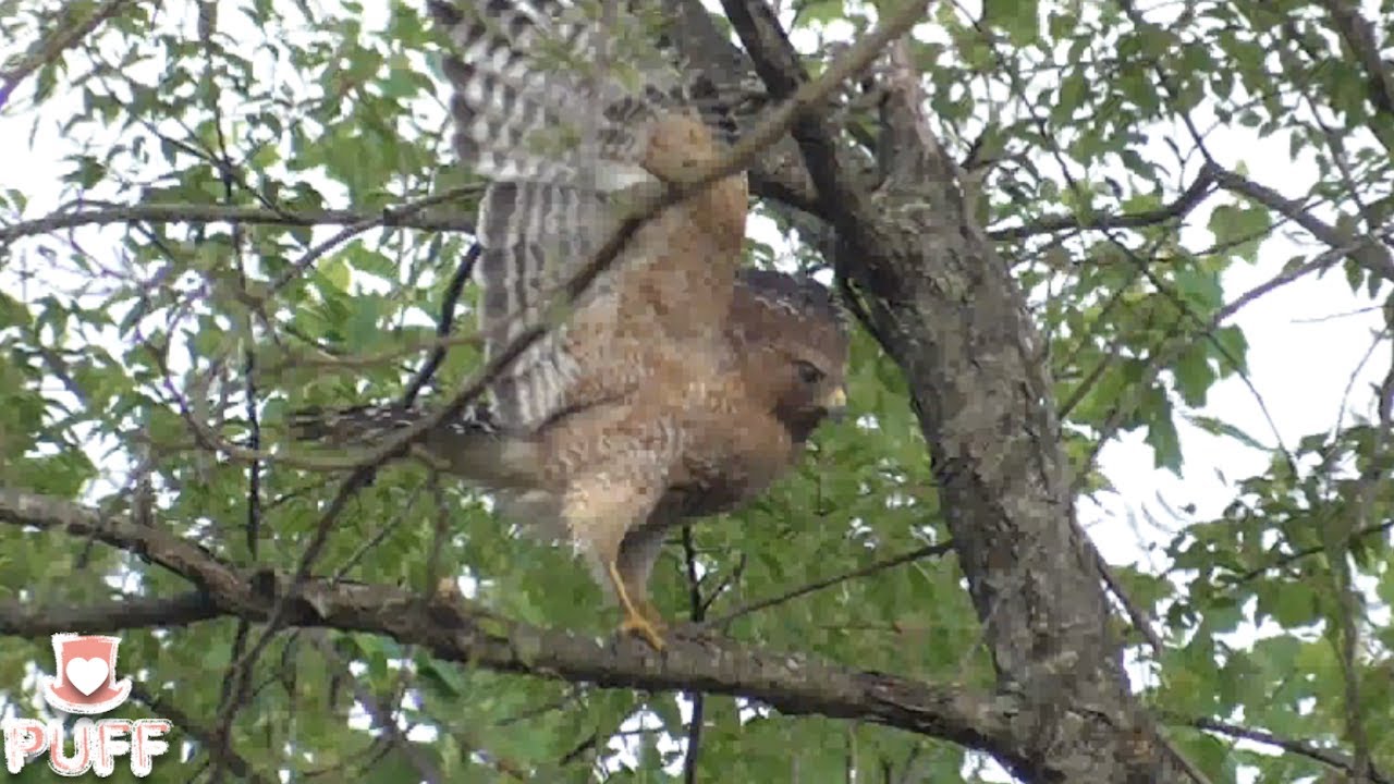 Blue Jay Attacks Hawk #Red-shouldered Hawk #wildlife - YouTube