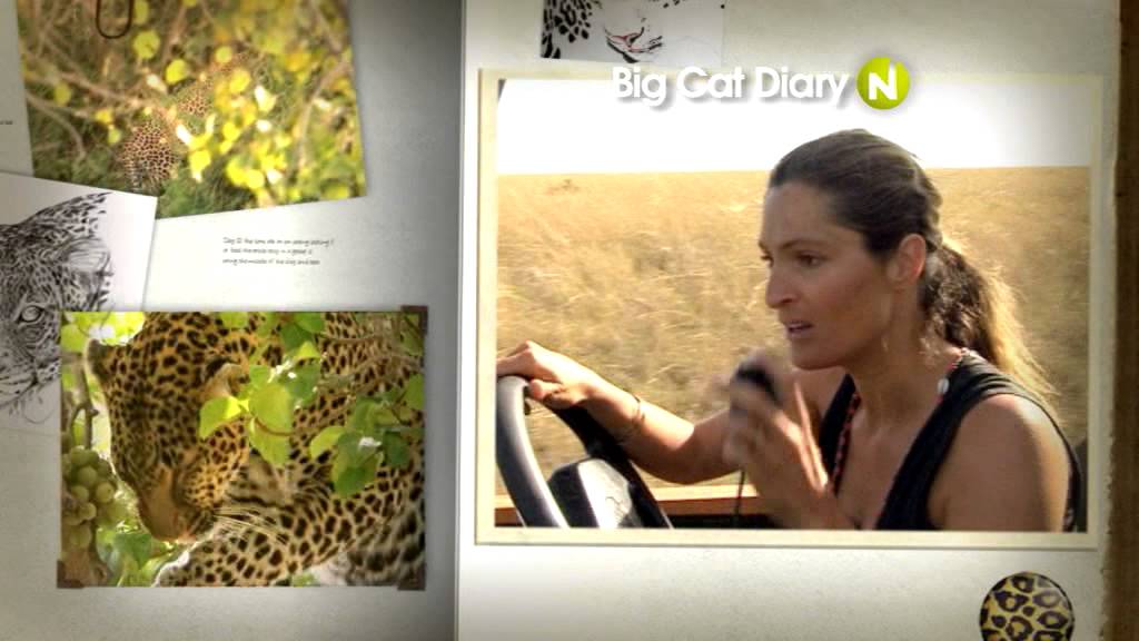 Big Cat Diary - 15 second version - YouTube