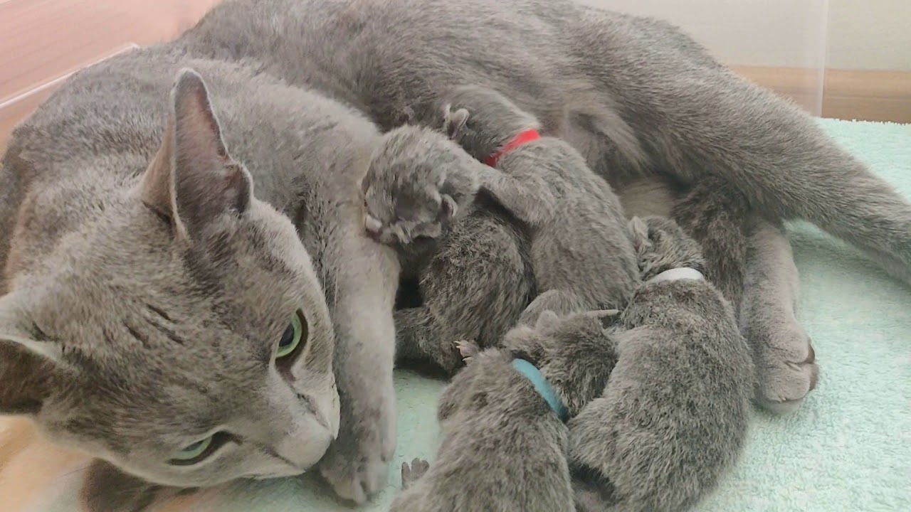 Russian Blue Cattery - CATTERY VAMIRON, CZ - LITTER F - 1.WEEK - YouTube