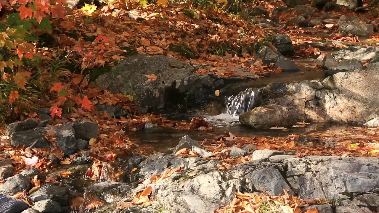 Bonus: November by Elizabeth Drew Stoddard - YouTube
