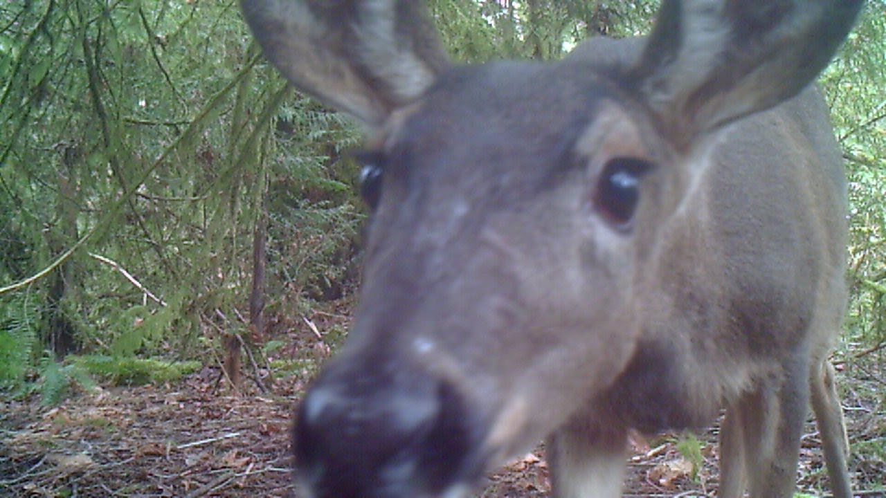 Forest Cam 2017 February - YouTube