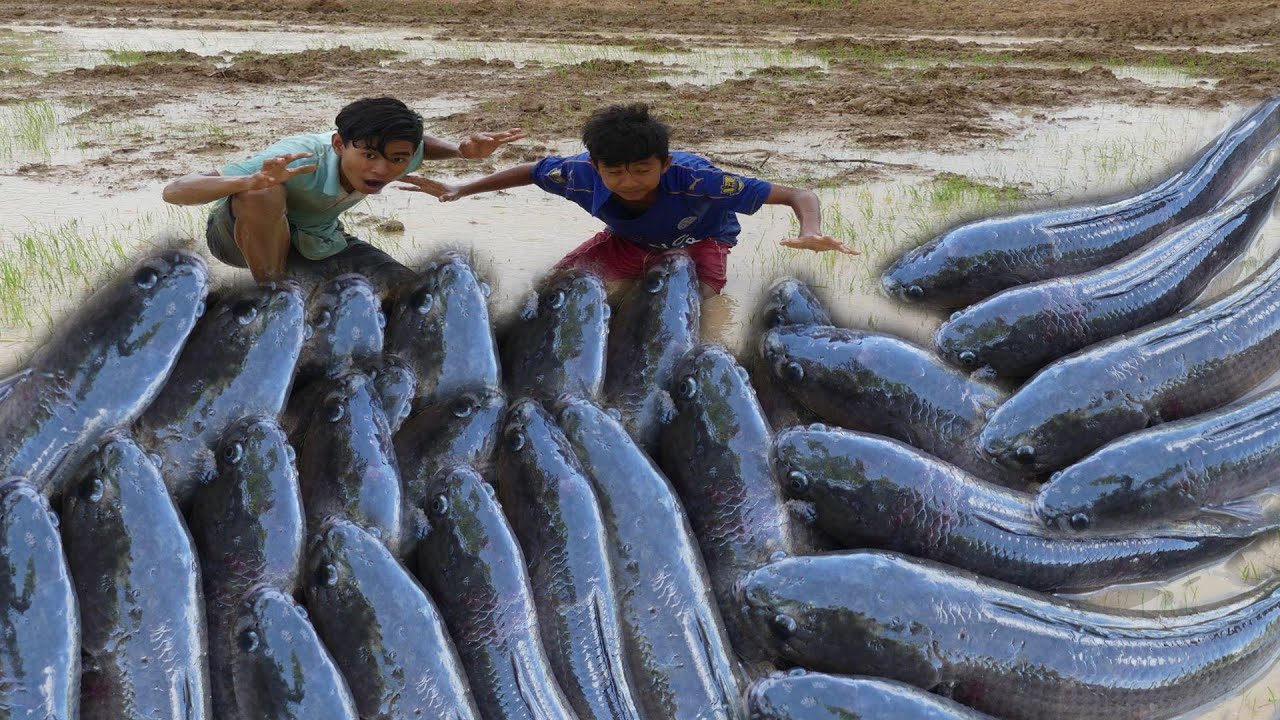 Best Skills Fishing In The Field Rainy Season - Fishing Video - YouTube