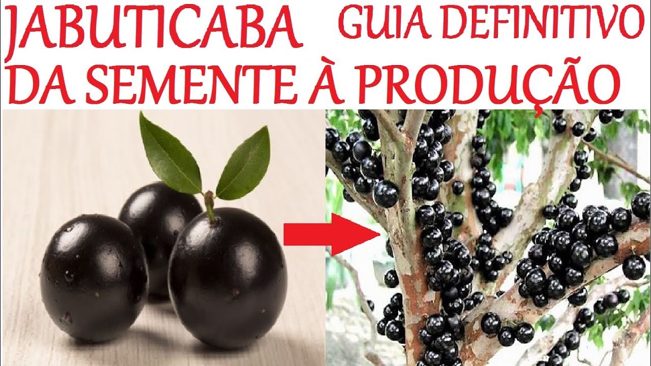 Especial Jabuticaba da Semente à Produção em 2 anos! (guia definitivo ...