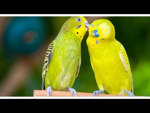 DİNLET COŞSUN !! KUŞUNUZU MUTLU EDECEK SESLER :)