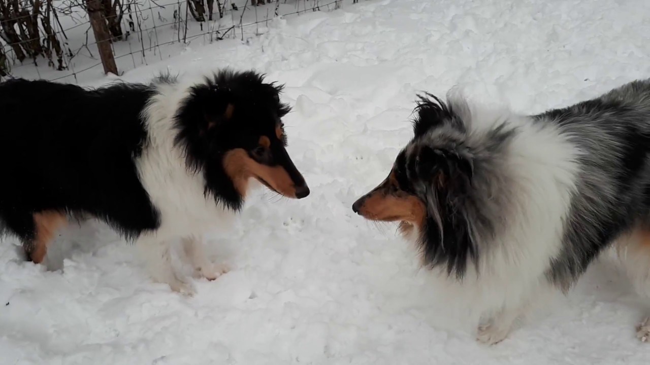 My rough collies playing. - YouTube