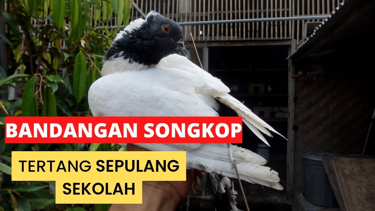 Bandangan Songkop Merpati Getakan Lombok Tertangkap Sepulang Sekolah ...