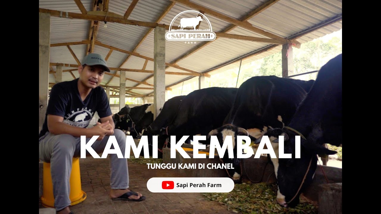 Konten Sapi Perah Farm Kembali Lagi ️ - YouTube